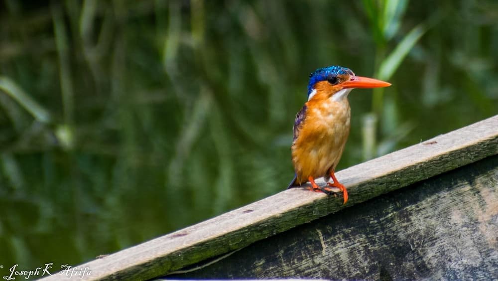 Bird Watching in Ghana - Green Views Residential Project