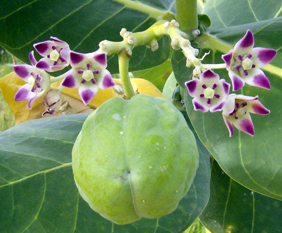 5 medicinal plants from Ghana - Green Views Residential Project